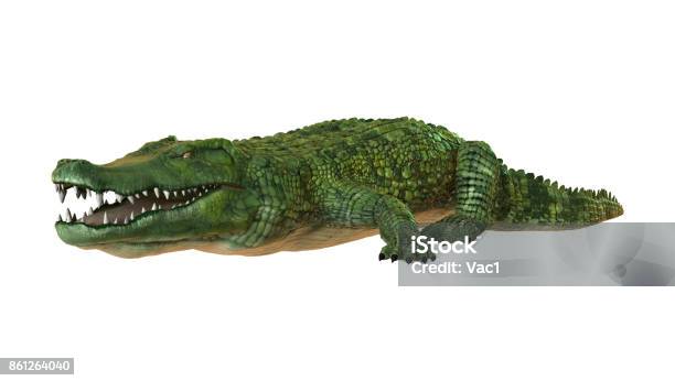 3d 렌더링 백색에 녹색 악어 0명에 대한 스톡 사진 및 기타 이미지 0명 공격성 녹색 Istock
