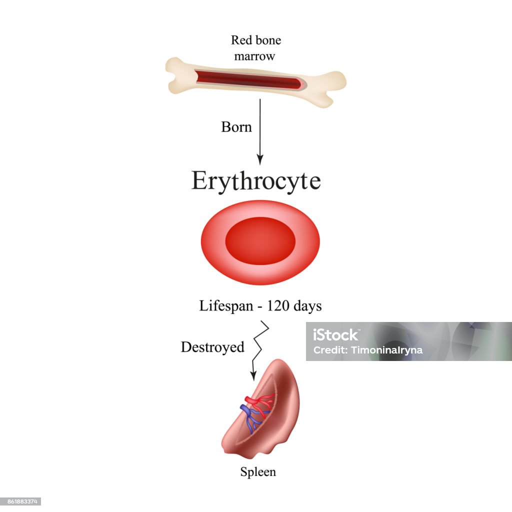 Limbo Eritrosit Di Sumsum Tulang Yang Menahan Sel Darah Merah Di Limpa ... Limbo Eritrosit Di Sumsum Tulang Yang Menahan Sel Darah Merah Di Limpa ...