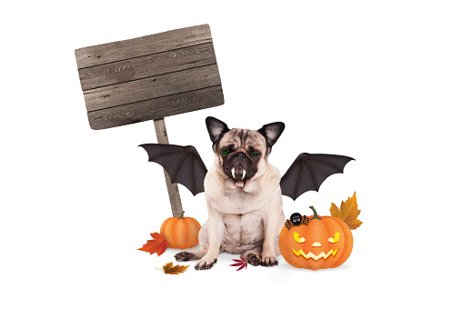 Pug 개 박쥐로 차려 입 할로윈 무서운 호박 랜 턴와 빈 나무 기호 10월에 대한 스톡 사진 및 기타 이미지 10월 가을
