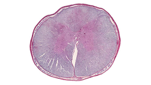 Spinal Cord Cross Section Slide Histology Spinal Cord Cross Section Slide Histology