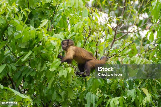 Pantanal 브라질에서 자연에 술된 카푸 친 회 원숭이 0명에 대한 스톡 사진 및 기타 이미지 0명 Habitat
