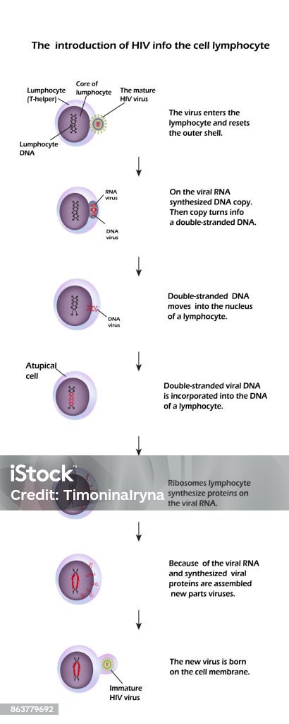 Siklus Hidup Hiv Infografis Hari Aids Sedunia Ilustrasi Vektor ... Siklus Hidup Hiv Infografis Hari Aids Sedunia Ilustrasi Vektor ...