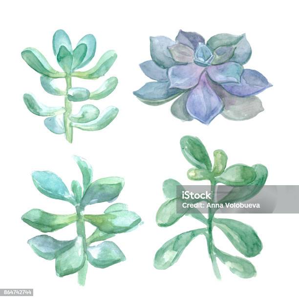 Succulents의 수채화 모음 꽃 식물에 대한 스톡 벡터 아트 및 기타 이미지 꽃 식물 나뭇가지 녹색 Istock