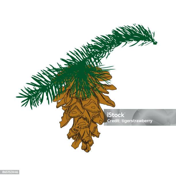 Main De Dessin Collection De Cône De Pin Sur La Branche Darbre Forest