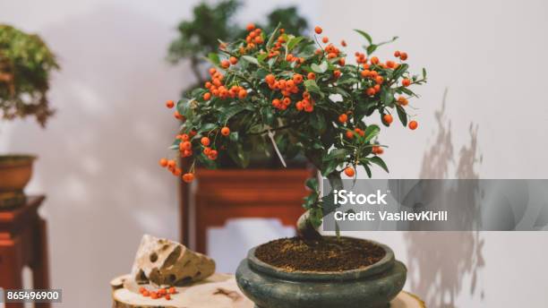 Bonsai 나무는 행선택적 초점 클로즈업에에서 정렬 분재의 일본 미술 0명에 대한 스톡 사진 및 기타 이미지 0명 과학