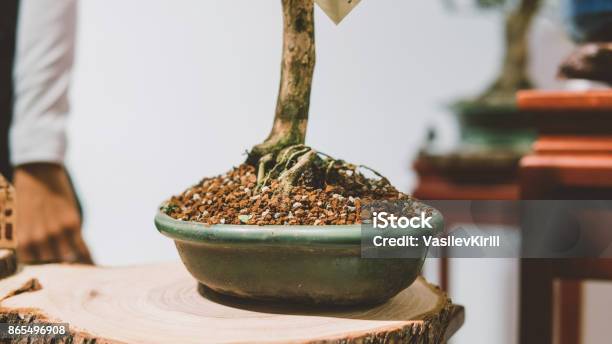 Bonsai 나무는 행선택적 초점 클로즈업에에서 정렬 분재의 일본 미술 0명에 대한 스톡 사진 및 기타 이미지 0명 과학