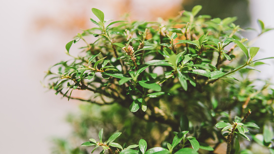 Bonsai 나무는 행선택적 초점 클로즈업에에서 정렬 분재의 일본 미술 0명에 대한 스톡 사진 및 기타 이미지 0명 과학