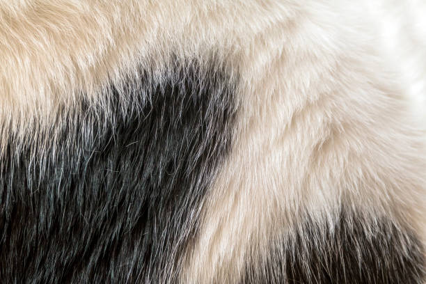 Free Stock Photo of Calico fur pattern | Download Free Images and Free ...