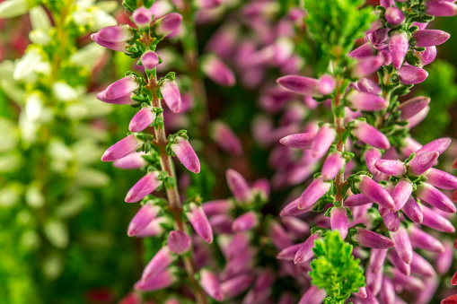 Calluna Vulgaris3 가지 색에 헤더 0명에 대한 스톡 사진 및 기타 이미지 0명 가을 꽃 식물 Istock