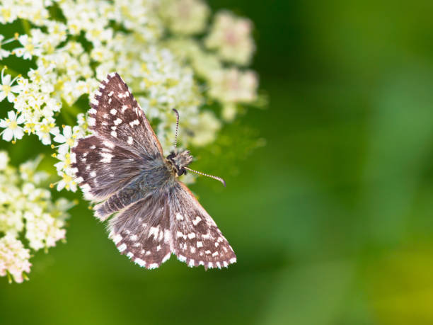 Butterfly Skipper Insect Close - Free photo on Pixabay
