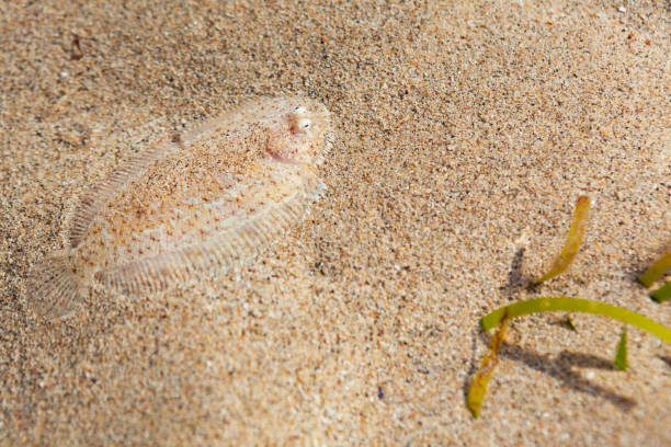 Free Stock Photo of A group of sea creatures in sand | Download Free ...