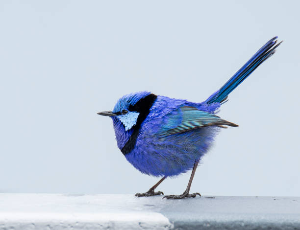 Blue Wren Pictures | Download Free Images on Unsplash