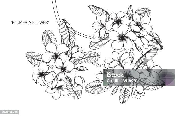 Frangipani 꽃 그리기입니다 0명에 대한 스톡 벡터 아트 및 기타 이미지 0명 꽃 나무 꽃 식물 Istock