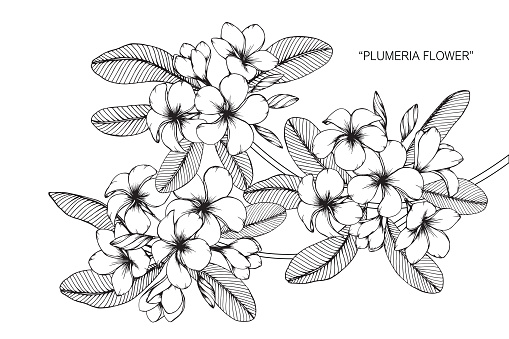 Frangipani 꽃 그리기입니다 프랑지파니에 대한 스톡 벡터 아트 및 기타 이미지 프랑지파니 0명 고립 색상 Istock