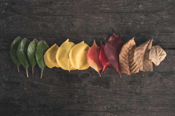 Seasons Change Pictures | Download Free Images on Unsplash