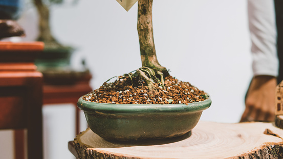 Bonsai 나무는 행선택적 초점 클로즈업에에서 정렬 분재의 일본 미술 0명에 대한 스톡 사진 및 기타 이미지 0명 과학