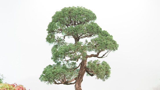 Bonsai 나무는 행선택적 초점 클로즈업에에서 정렬 분재의 일본 미술 0명에 대한 스톡 사진 및 기타 이미지 0명 과학