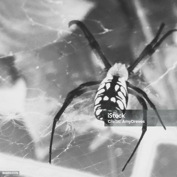 Argiope Aurantia 또는 일반적인 노란색과 검은색 정원 거미 흑인과 백인 0명에 대한 스톡 사진 및 기타 이미지
