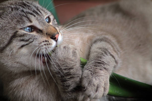 Cat Healthy - Free photo on Pixabay