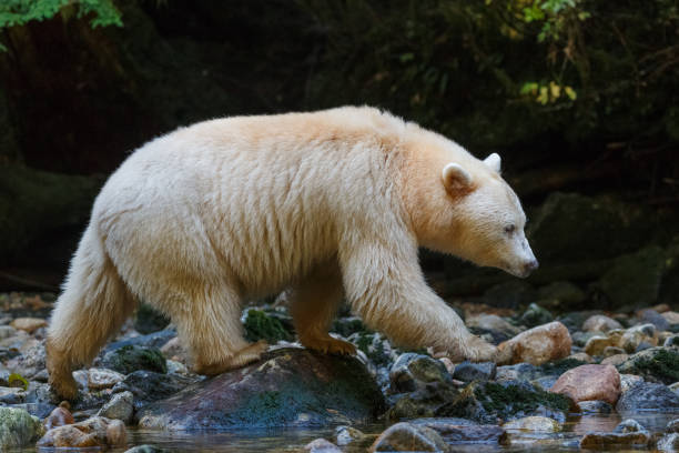 White Bear Pictures | Download Free Images on Unsplash