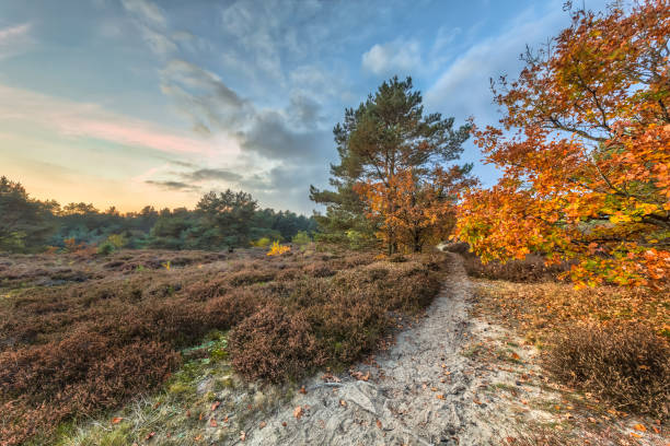 Heathland panorama and trees in Luneburg Heath – free photo on Barnimages