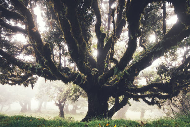 Free dramatic trees stock photos. Download the best free dramatic trees ...