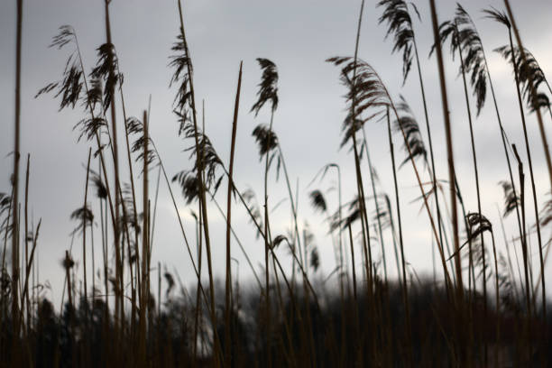 Free picture: Long dry yellowish brown grass in shadow
