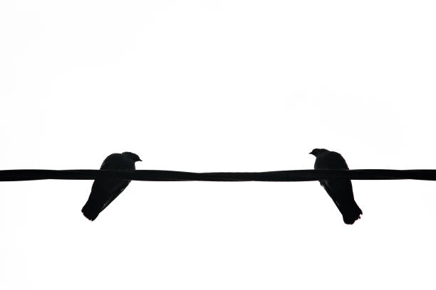 Free picture: electricity, high, voltage, wires, dove, bird, beak ...