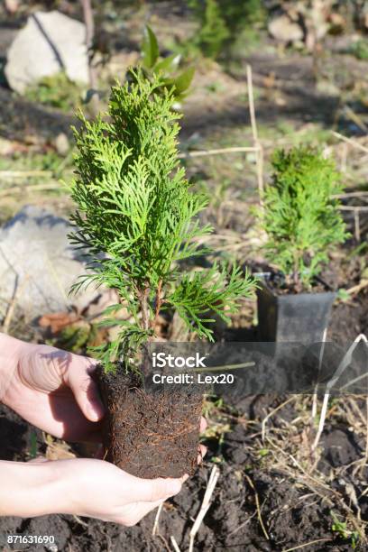 Thuja 심기 정원사 손 심기 사이프러스 나무 뿌리와 이식 Thuja Thuja에 대한 스톡 사진 및 기타 이미지