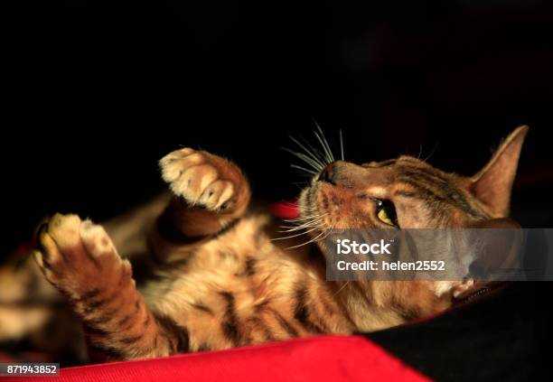 Tiger 자본가 갈색에 대한 스톡 사진 및 기타 이미지 갈색 감금 상태 고양이 새끼 Istock