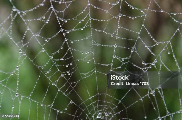 Dew 하차로 족두리 웹 0명에 대한 스톡 사진 및 기타 이미지 0명 거미 거미줄 Istock