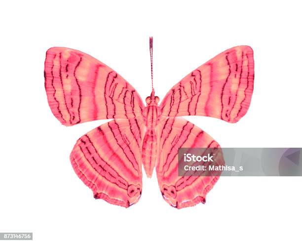 Pandangan Dorsal Terisolasi Dari Maplet Umum Kupukupu Di Atas Putih ... Pandangan Dorsal Terisolasi Dari Maplet Umum Kupukupu Di Atas Putih ...