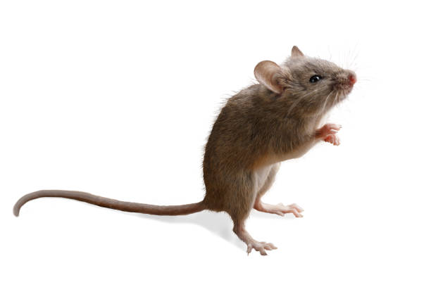 Free picture: prebles, meadow, jumping, mouse, endengered, mammal ...