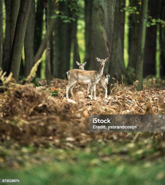 Ibu Rusa Fallow Dengan Anak Muda Berdiri Bersama Di Hutan Musim Gugur ... Ibu Rusa Fallow Dengan Anak Muda Berdiri Bersama Di Hutan Musim Gugur ...