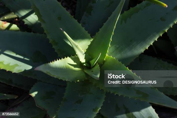 Tanaman Lidah Buaya Maculata Tampilan Close Up Foto Stok Unduh Gambar