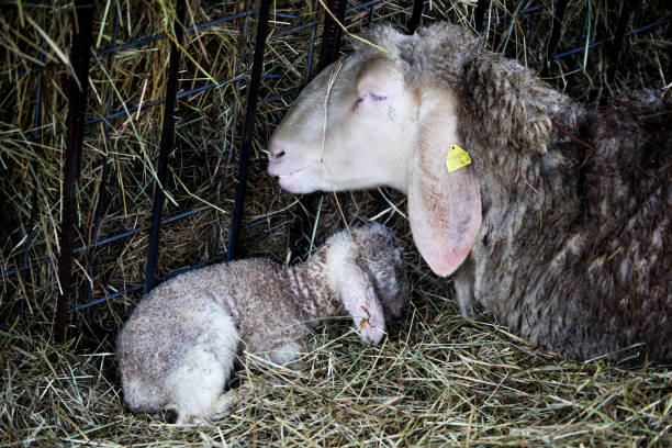Free picture: A lamb or a baby of domestic sheep standing in a grassy field