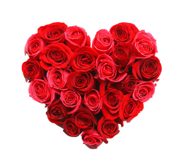 2.235.800+ Rosa Rossa Foto stock, immagini e fotografie royalty-free ... 2.235.800+ Rosa Rossa Foto stock, immagini e fotografie royalty-free ...