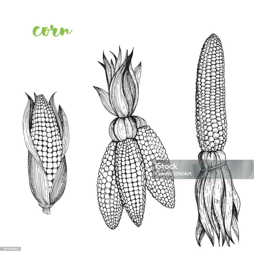 Ilustrasi Vektor Jagung Gambar Terukir Ilustrasi Makanan Sketsa Sayuran ... Ilustrasi Vektor Jagung Gambar Terukir Ilustrasi Makanan Sketsa Sayuran ...
