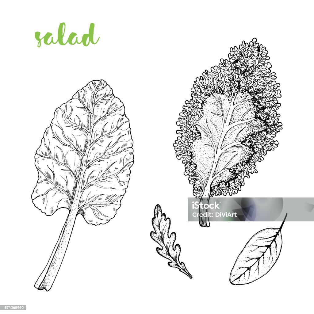 Ilustrasi Vektor Salad Gambar Terukir Ilustrasi Makanan Sketsa Sayuran ... Ilustrasi Vektor Salad Gambar Terukir Ilustrasi Makanan Sketsa Sayuran ...