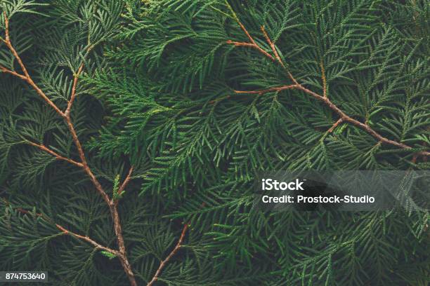 Thuja 녹색 나무 가지 배경 0명에 대한 스톡 사진 및 기타 이미지 0명 계절 관목 Istock
