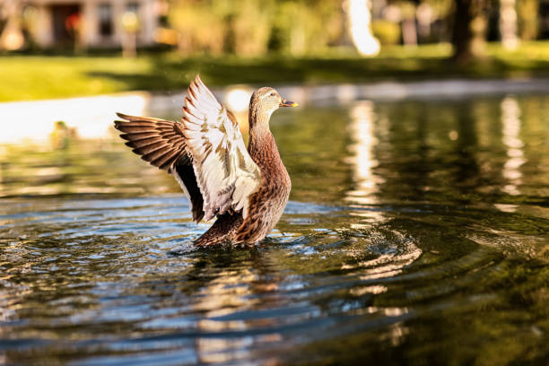 Duck In Water Pictures | Download Free Images on Unsplash