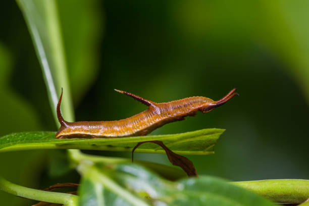 Insect Schnake Wildlife - Free photo on Pixabay