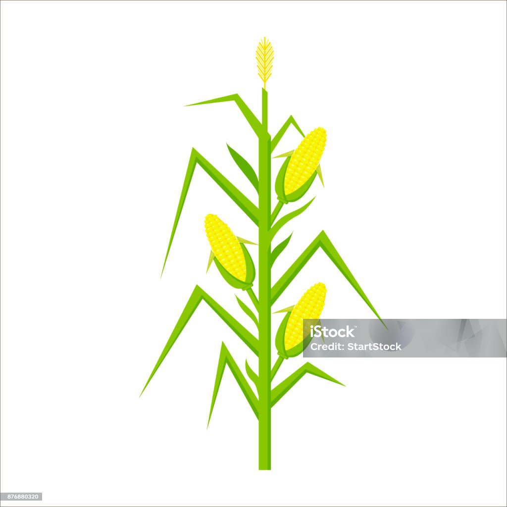 Vektor Jagung Kuning Dalam Gaya Datar Terisolasi Pada Latar Belakang ... Vektor Jagung Kuning Dalam Gaya Datar Terisolasi Pada Latar Belakang ...