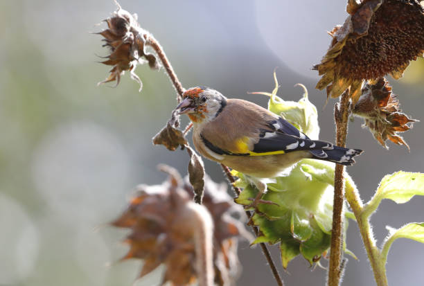 Bird Stieglitz Goldfinch - Free photo on Pixabay