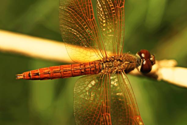Free Stock Photo of Aerial view of a dragonfly | Download Free Images ...
