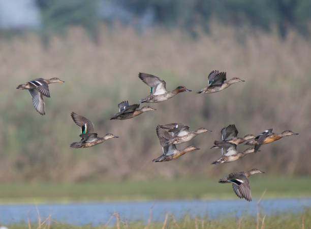 Free Stock Photo of A Flock of Ducks Flying Through a Cloudy Sky ...