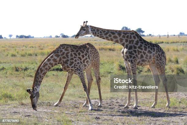 Chobe 국립 공원보츠와나제 3 부 0명에 대한 스톡 사진 및 기타 이미지 0명 강 국립공원 Istock