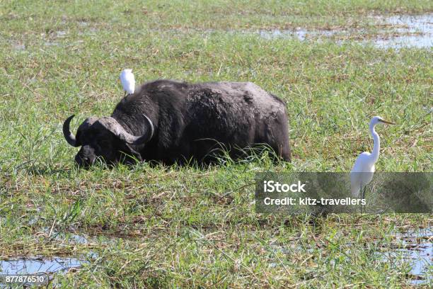 Chobe 국립 공원보츠와나제 3 부 0명에 대한 스톡 사진 및 기타 이미지 0명 강 국립공원 Istock