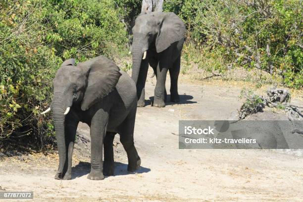 Chobe 국립 공원보츠와나제 3 부 0명에 대한 스톡 사진 및 기타 이미지 0명 강 국립공원 Istock
