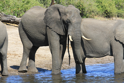 Chobe 국립 공원보츠와나제 3 부 0명에 대한 스톡 사진 및 기타 이미지 0명 강 국립공원 Istock